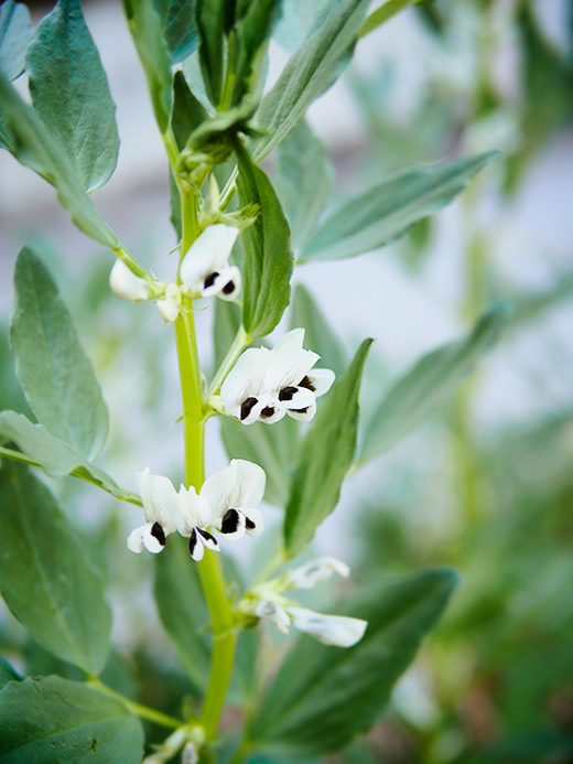 Fava Beans – A Spiritual Steward